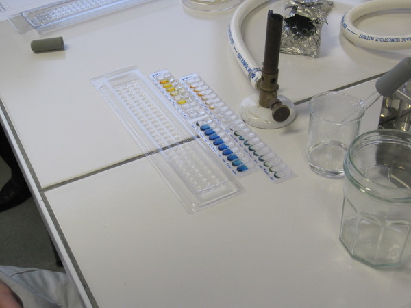 Méthode d'identification bactérienne : la galerie API 20 E - la galerie api 20e